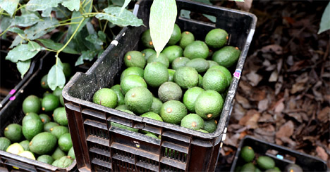 Westfalia Fruit: Wegweisende Widerstandsfähigkeit in globalen Avocado-Lieferketten ‹ Fruchtportal